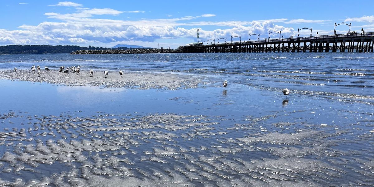 10 Fun Events in White Rock this August - Explore White Rock